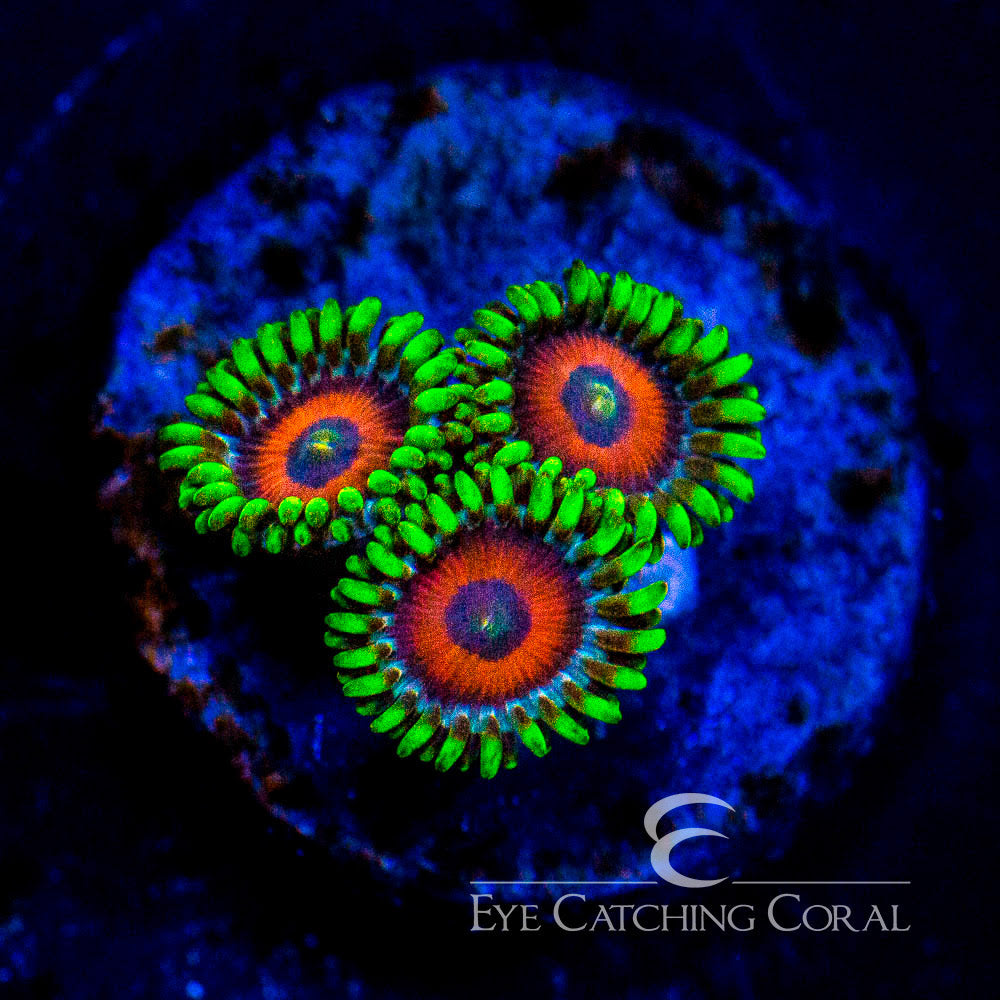 ECC Eagle Eye Zoanthid Frag – Bay Bridge Aquarium