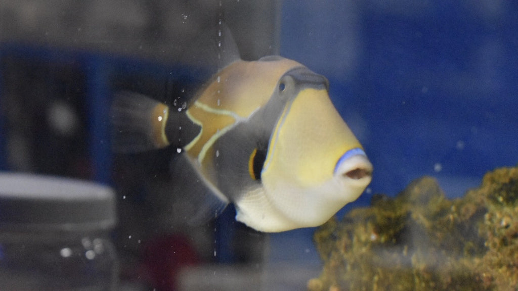 Humu Rectangle Triggerfish – Bay Bridge Aquarium