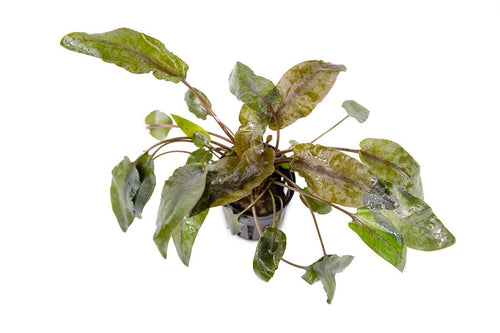 Cryptocoryne Tropica Hybrid. This product is available for sale in ...