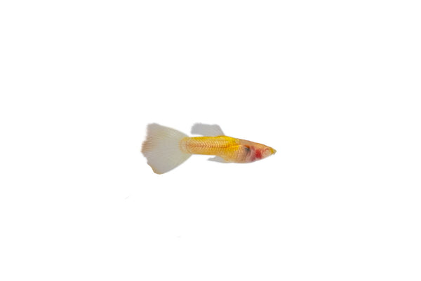 Glass Belly Albino Yellow Tuxedo Guppy – Bay Bridge Aquarium
