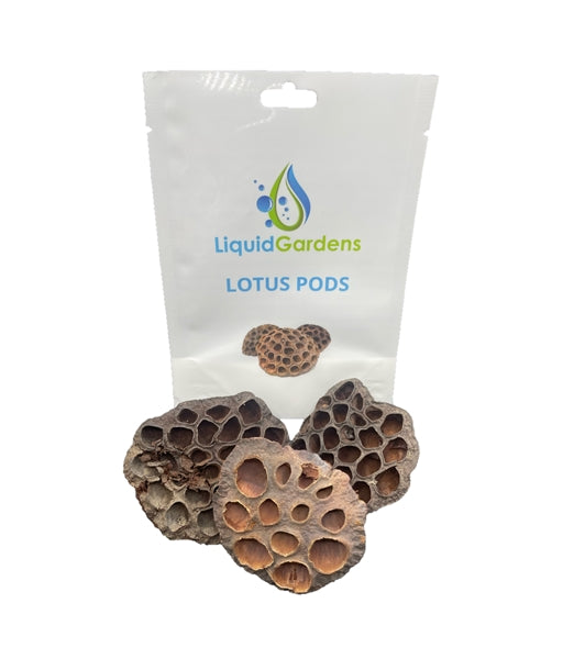 Liquid Gardens Lotus Pod – Bay Bridge Aquarium