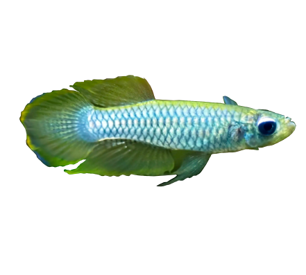 Norman's Killifish Lampeye – Bay Bridge Aquarium