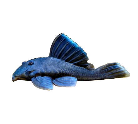 Blue Phantom Pleco L128. – Bay Bridge Aquarium