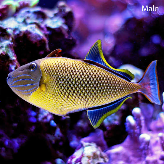 Crosshatch Triggerfish – Bay Bridge Aquarium