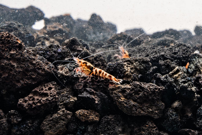 Red Pinto Shrimp. This product is available for sale in Oakland or ...