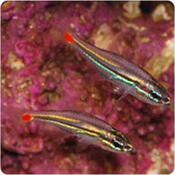 Red Spot Glass Cardinal – Bay Bridge Aquarium