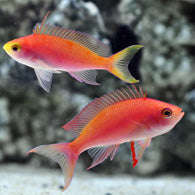 Randall's Anthias – Bay Bridge Aquarium