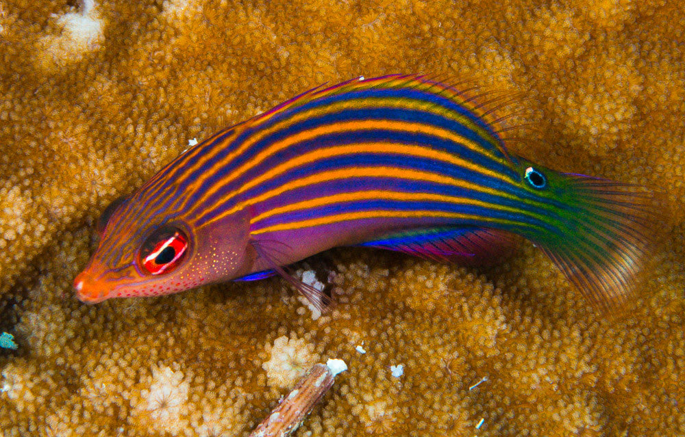 Six Line Wrasse – Bay Bridge Aquarium