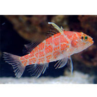 Geometric Pygmy Perchlet – Bay Bridge Aquarium