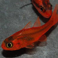 Ruby Red Cardinalfish – Bay Bridge Aquarium