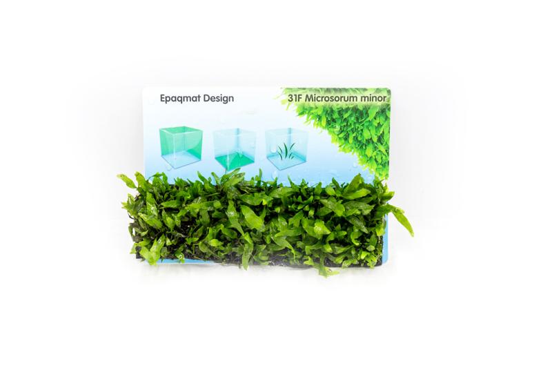 Java Fern Narrow Leaf Minor Epaqmat (Small) – Bay Bridge Aquarium