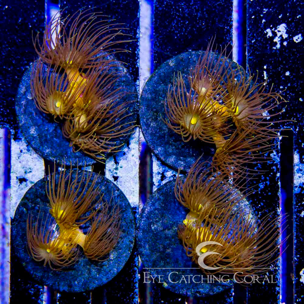ECC Yellow Polyps Big Frag – Bay Bridge Aquarium