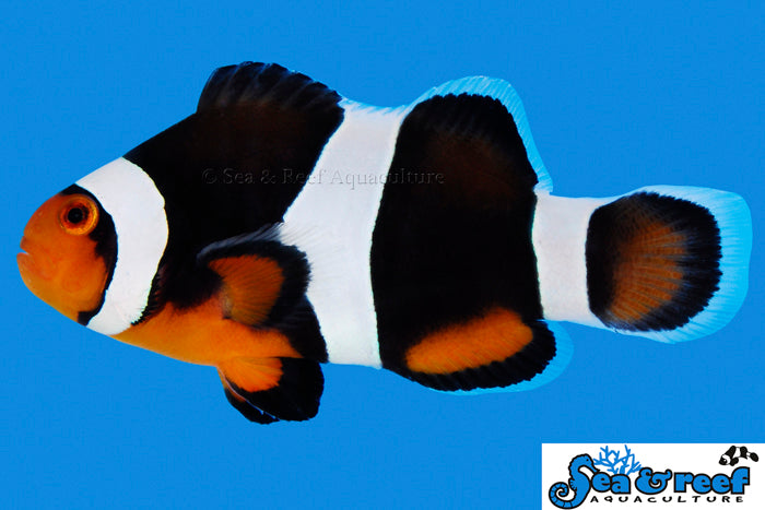 Black Photon Clownfish – Bay Bridge Aquarium