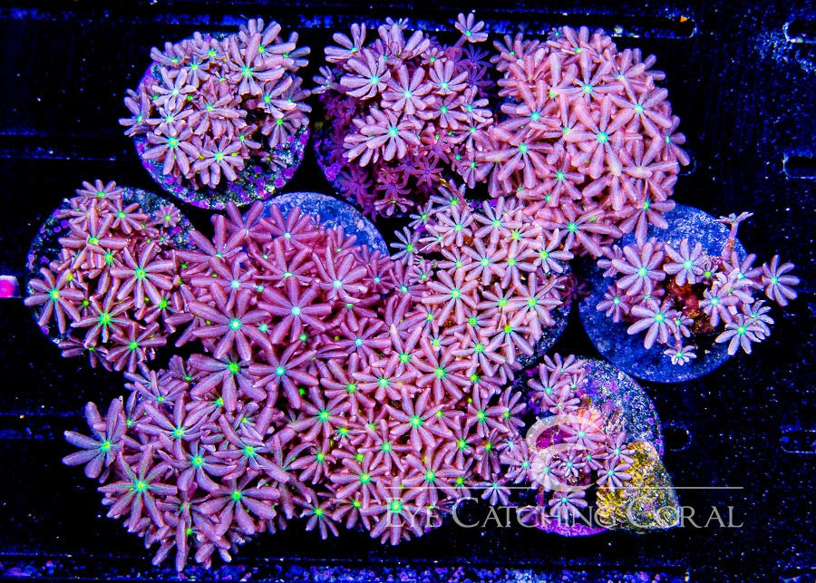 Colored Daisy Polyps Frags – Bay Bridge Aquarium