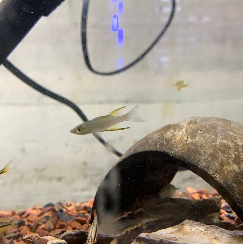 Threadfin Rainbow – Bay Bridge Aquarium