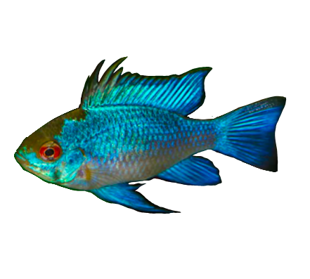 Electric Blue Ram. Order for delivery or pickup in-store now in Oakland ...