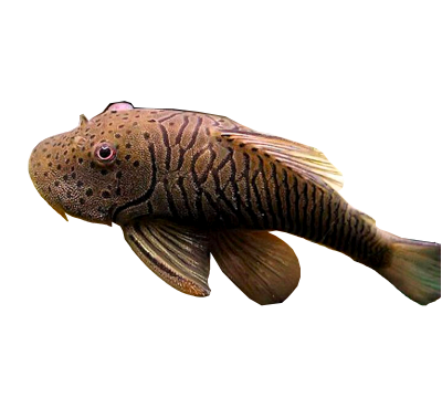 Bulldog Rubberlip Plecostomus L444. – Bay Bridge Aquarium