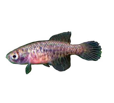 Blackfin Pearlfish Killifish, – Bay Bridge Aquarium