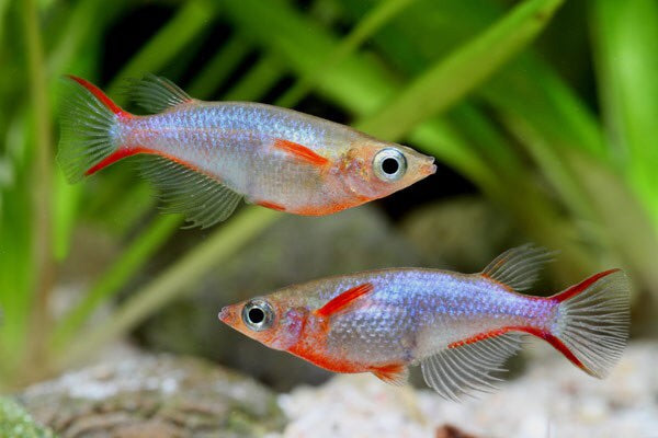 Daisy's Blue Ricefish. – Bay Bridge Aquarium