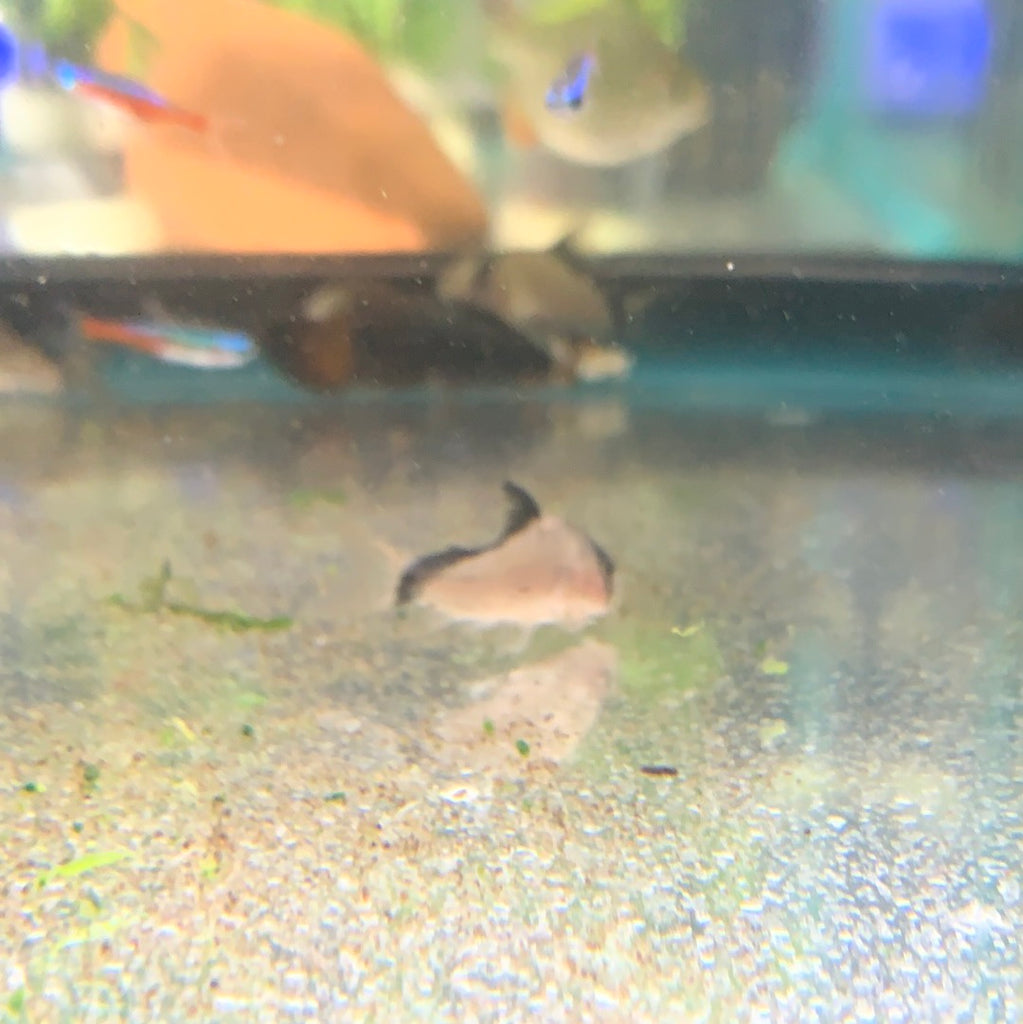 Bandit Cory. This fish is available for sale in Oakland or online ...