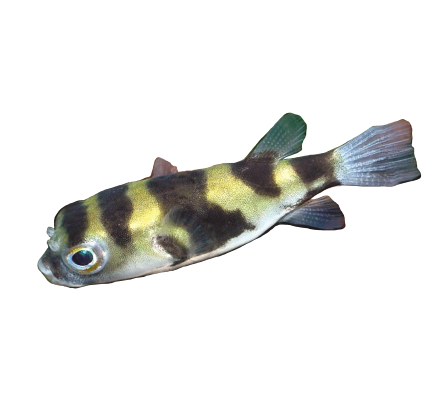 South American Puffer Fish. – Bay Bridge Aquarium