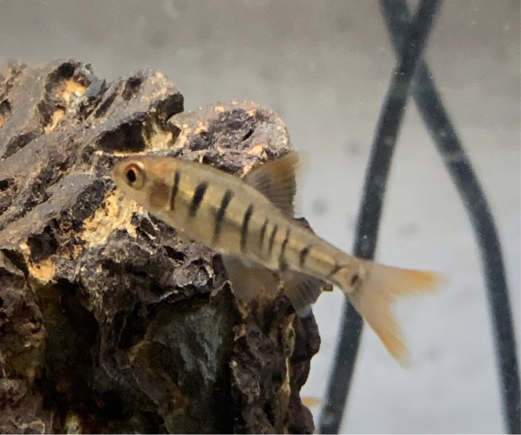 African Fire Banded Barb – Bay Bridge Aquarium