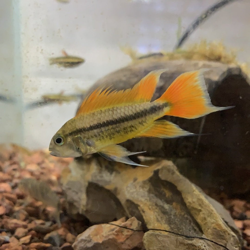 Orange Flash Cacatuoides. – Bay Bridge Aquarium