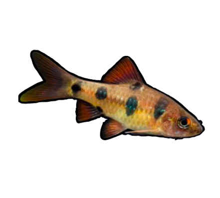 Clown Barb – Bay Bridge Aquarium