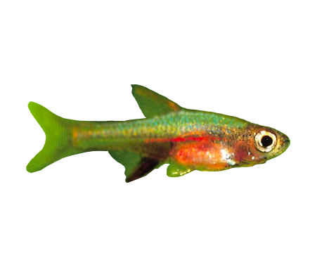 Neon Red Rasbora – Bay Bridge Aquarium