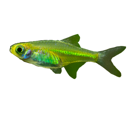 Neon Green Rasbora. – Bay Bridge Aquarium