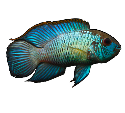 Electric Blue Acara. – Bay Bridge Aquarium