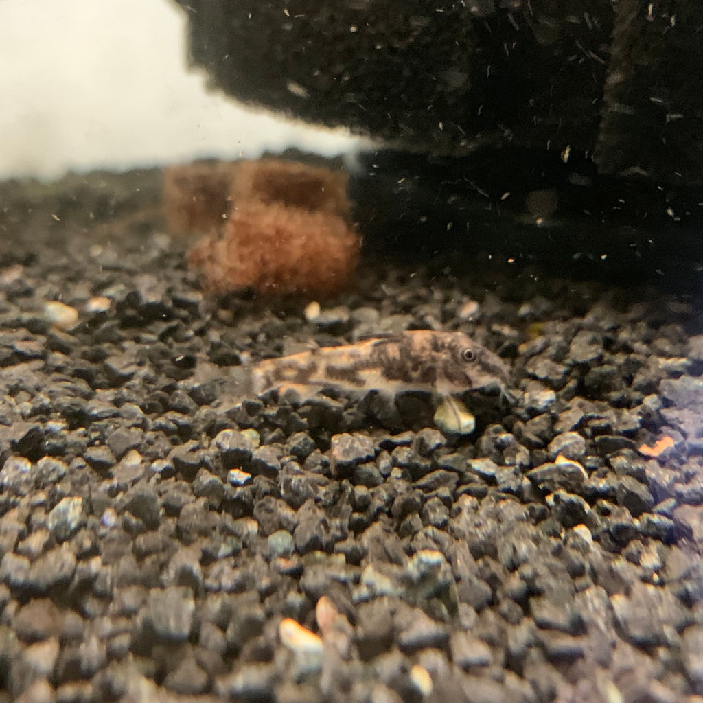 Aspidoras spilotus C125 Tank Raised. This product is available for sale ...