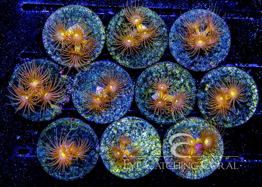 Yellow Polyps Frag – Bay Bridge Aquarium