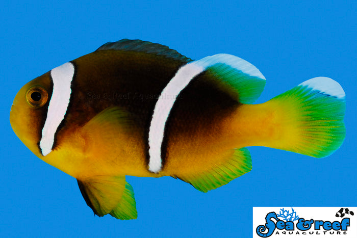 Sebae Clownfish – Bay Bridge Aquarium
